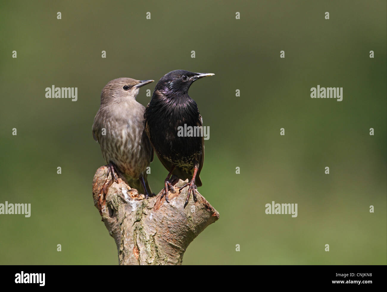 Adult and juveniles common starling hi-res stock photography and images ...