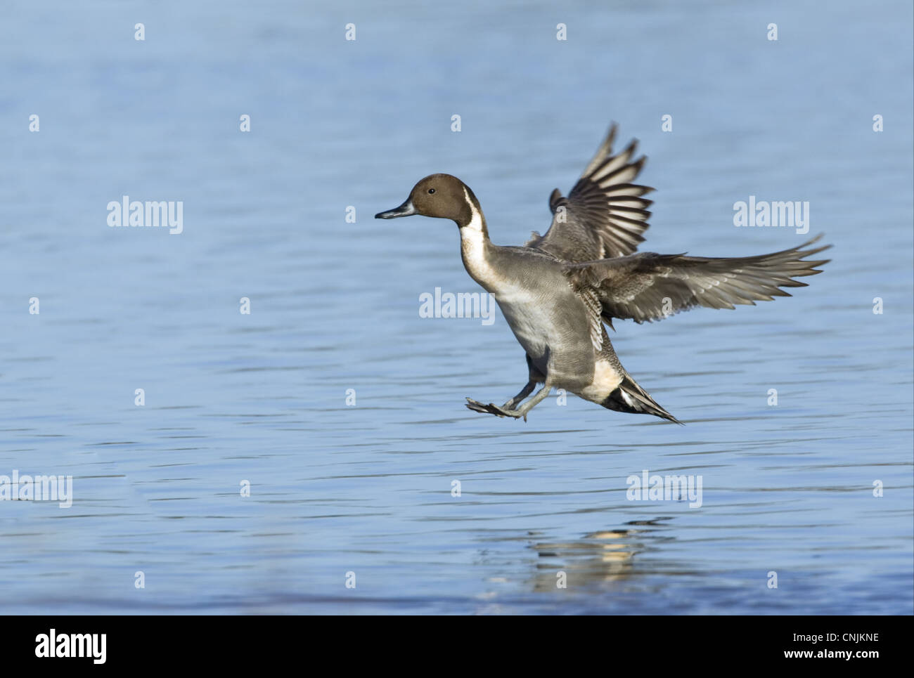 Northern Pintail (Anas acuta) adult male, in flight, landing on water ...