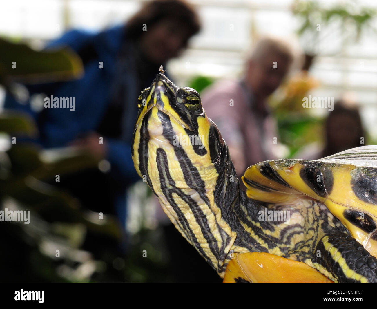 Turtle in tropical greenhouse in Botanic Botanical garden Munich ...