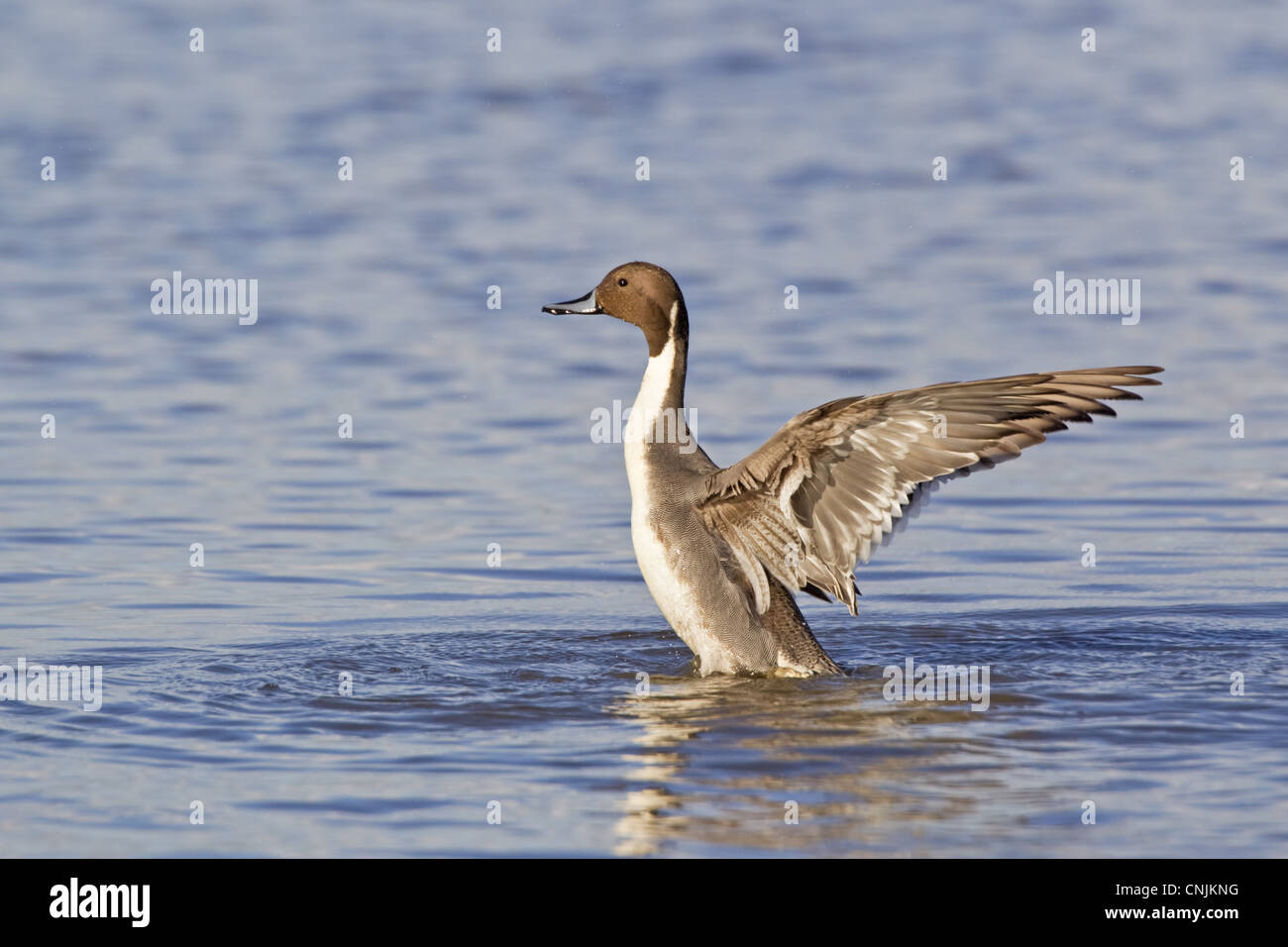 Northern Pintail Anas acuta adult male wing stretching flapping after ...