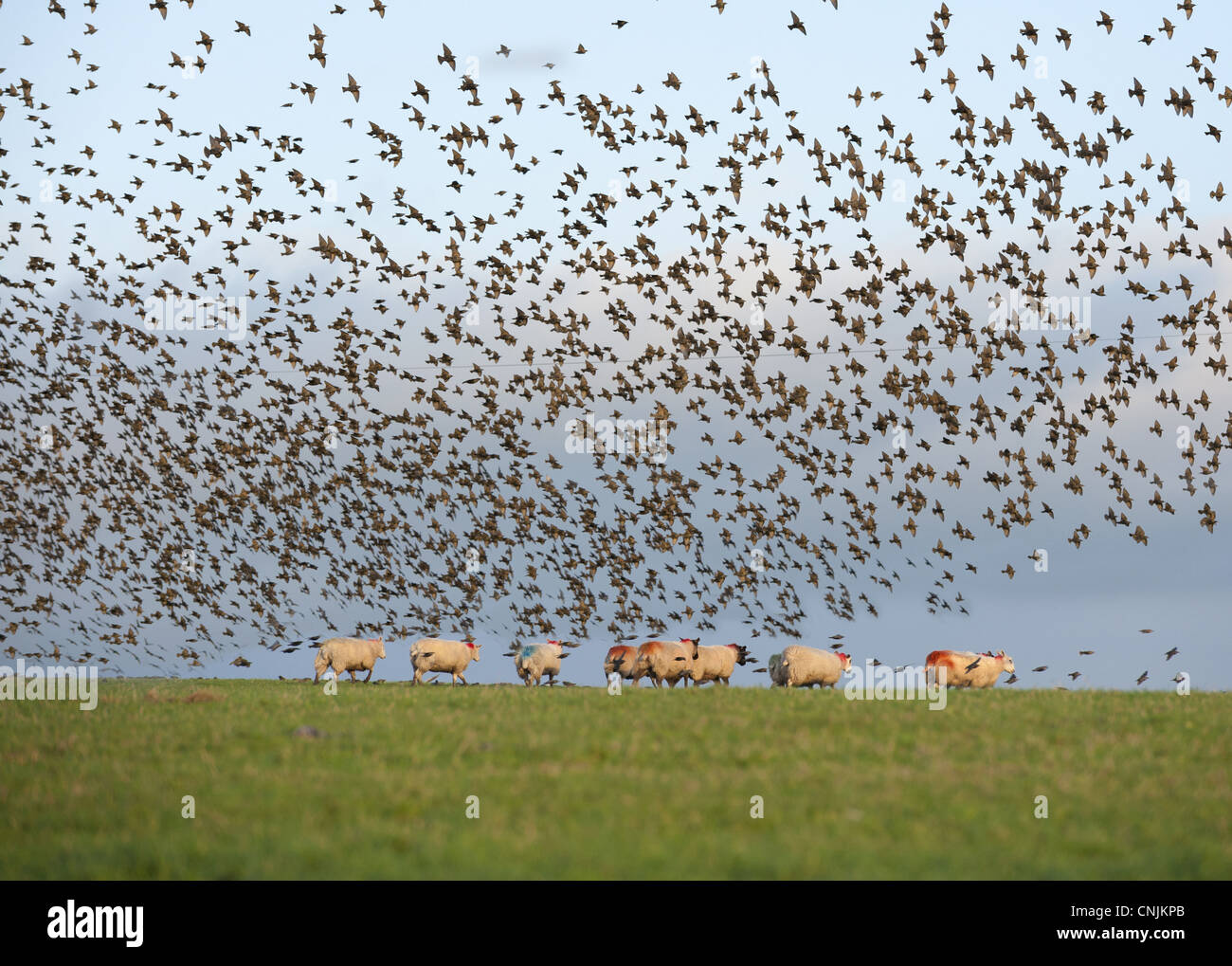 Common Starling Sturnus vulgaris flock in flight over pasture sheep in ...