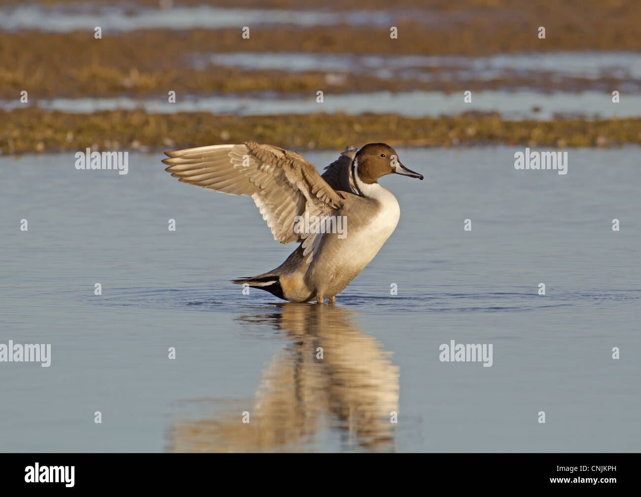Northern pintail duck drake standing hi-res stock photography and ...