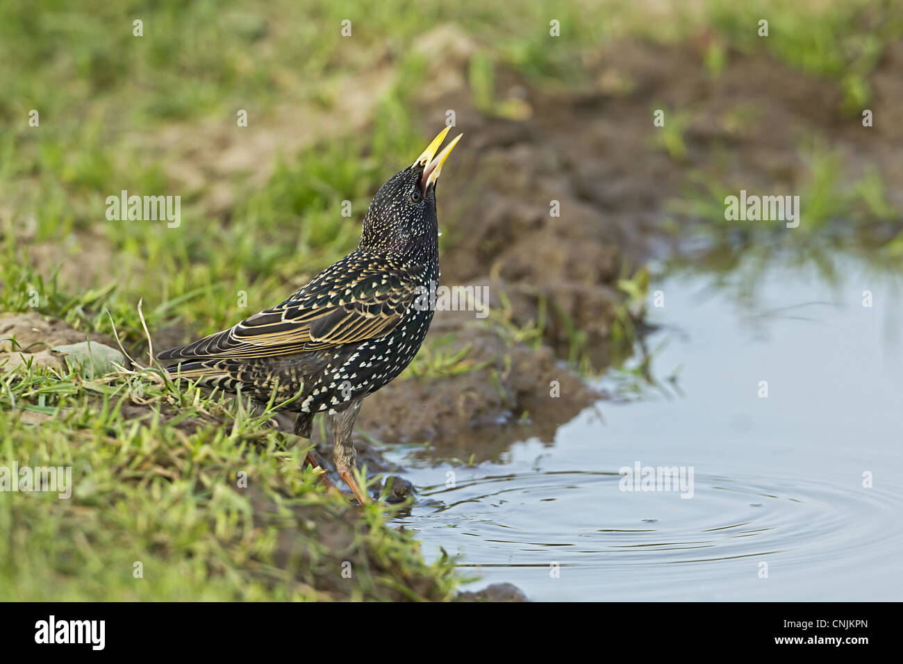 Common Starling (Sturnus vulgaris) adult female, spring plumage ...