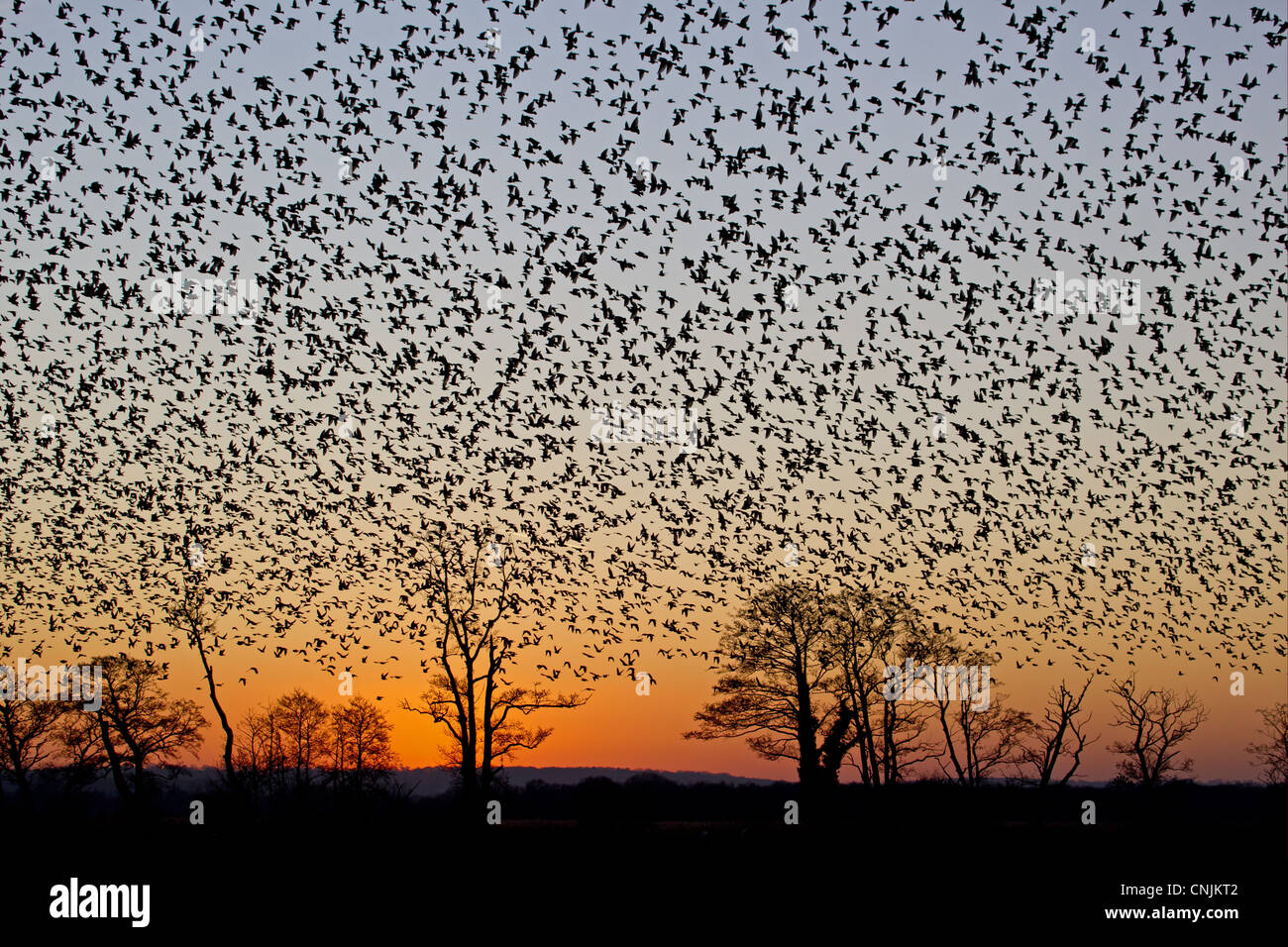 Mass of european starling hi-res stock photography and images - Alamy