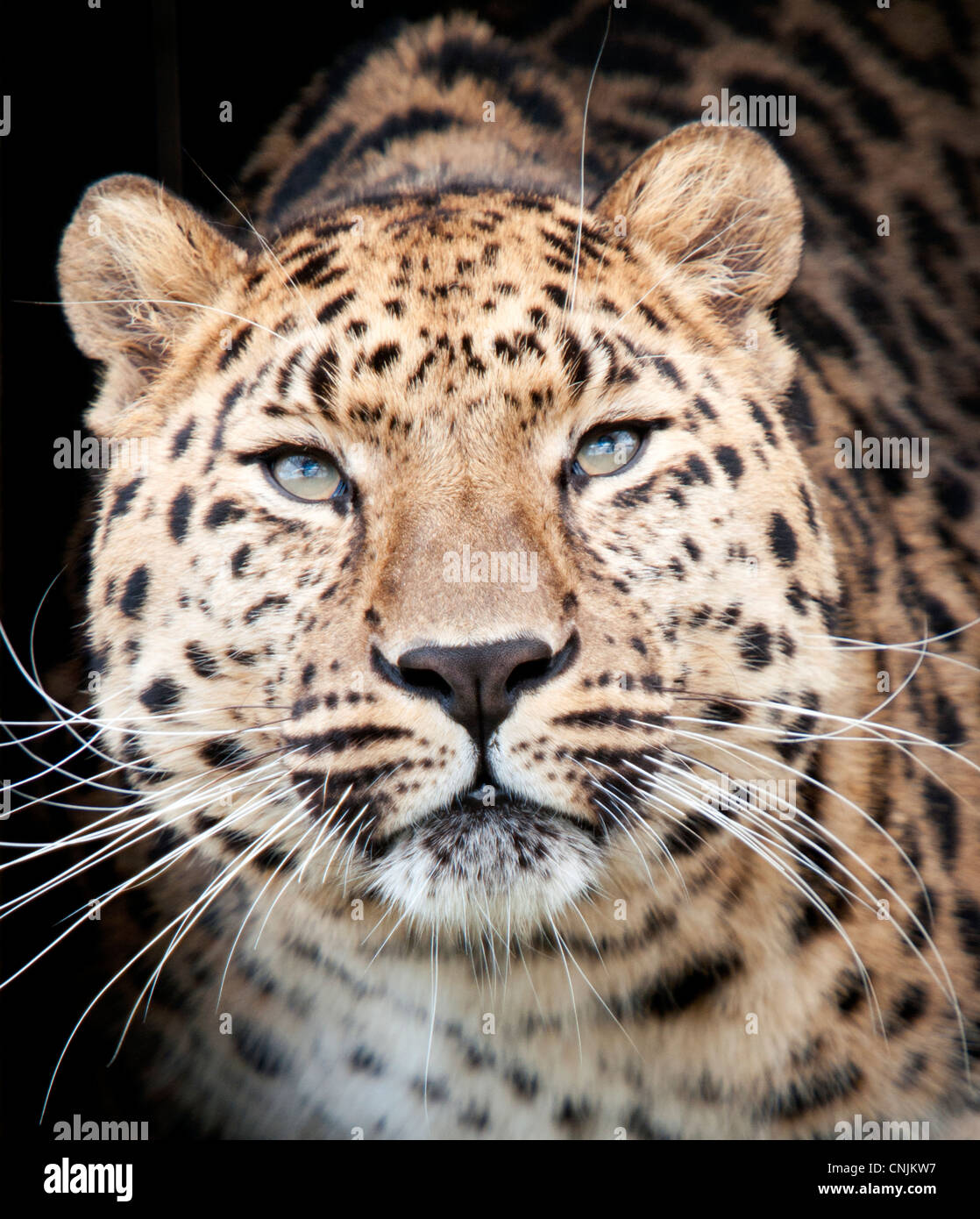 Male Amur leopard looking towards camera Stock Photo - Alamy