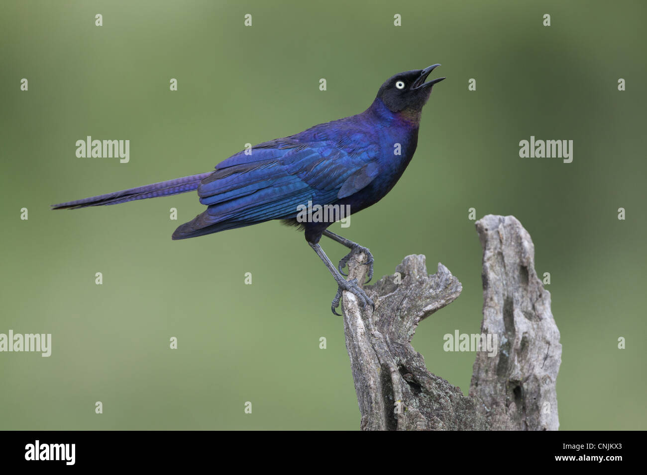 Rueppell's Glossy-starling (Lamprotornis purpuropterus) adult, singing ...