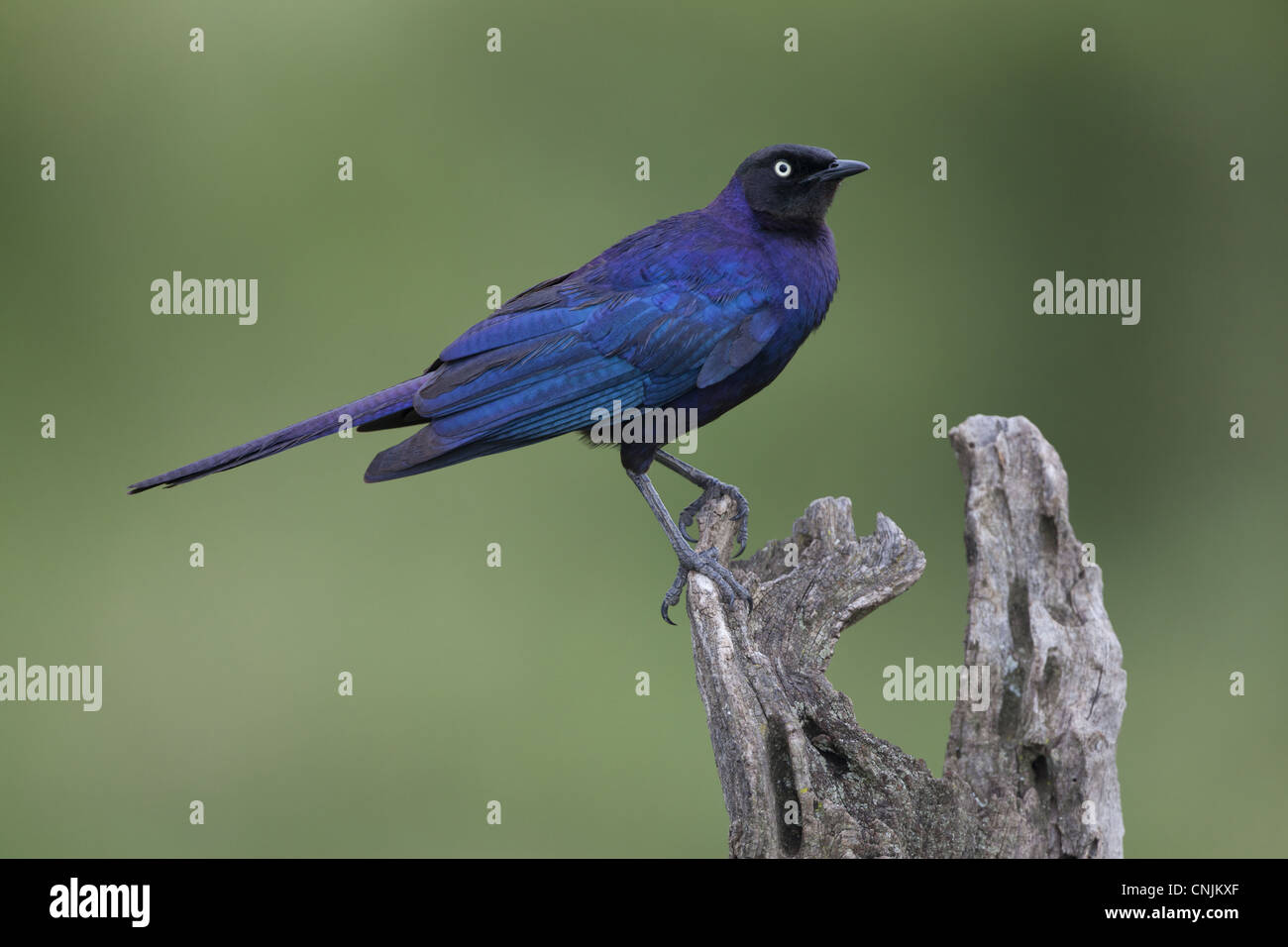 Ruppells long tailed starling hi-res stock photography and images - Alamy
