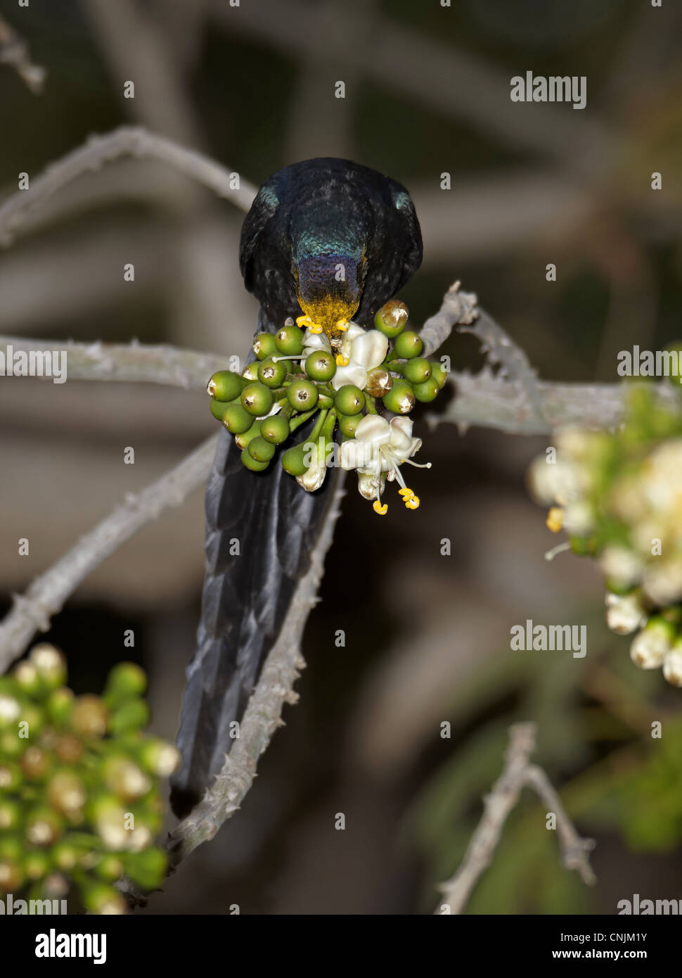 Long-tailed Glossy-starling (Lamprotornis caudatus) adult, feeding on ...