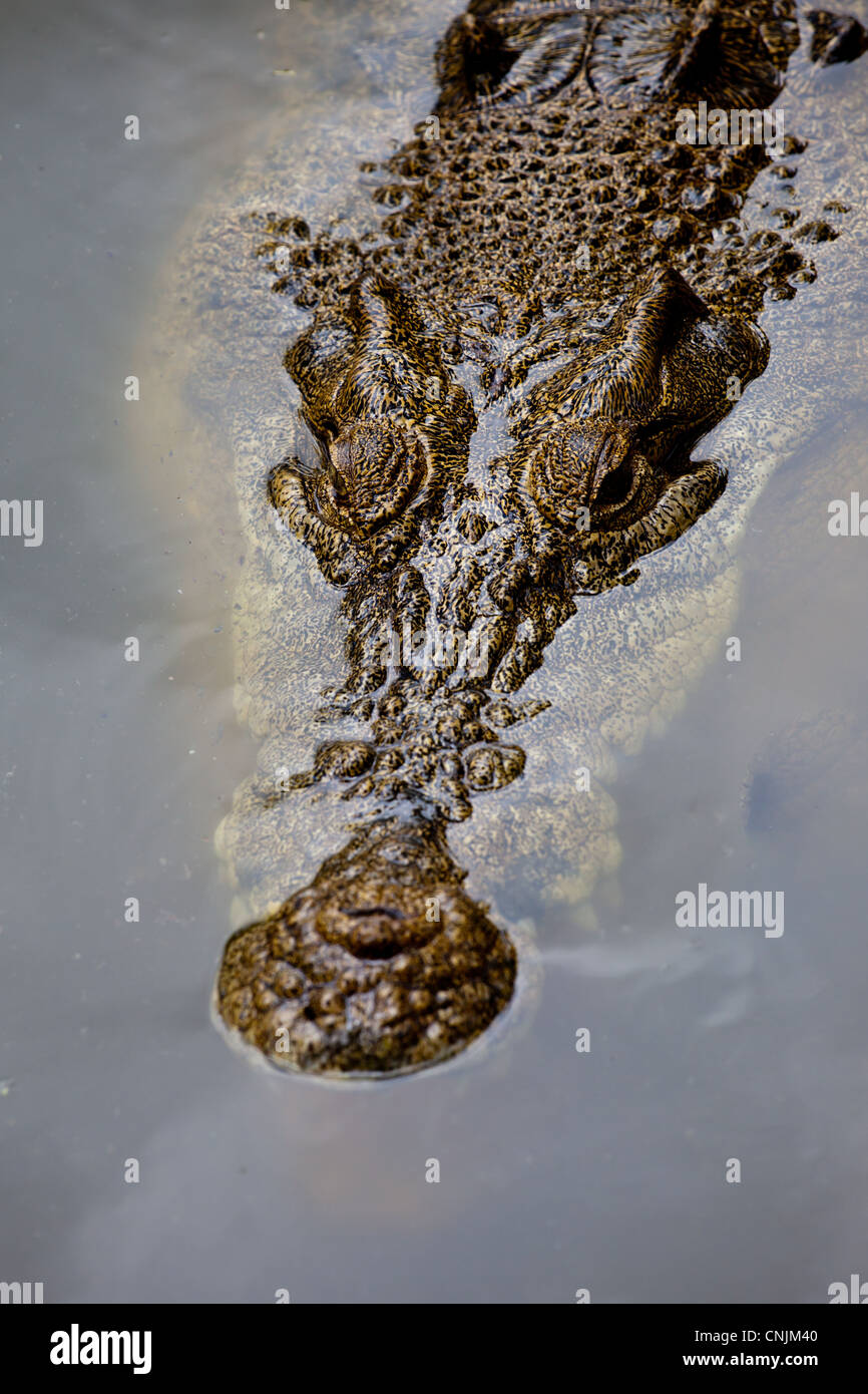 Alligator nose hi-res stock photography and images - Alamy