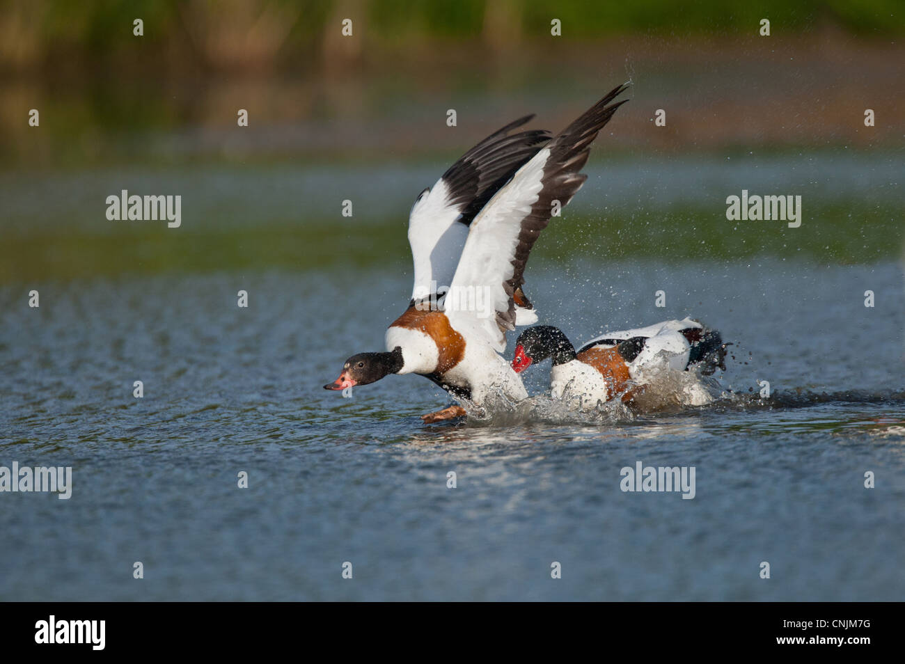 Common Shelduck (Tadorna tadorna) adult male attacking immature, in ...