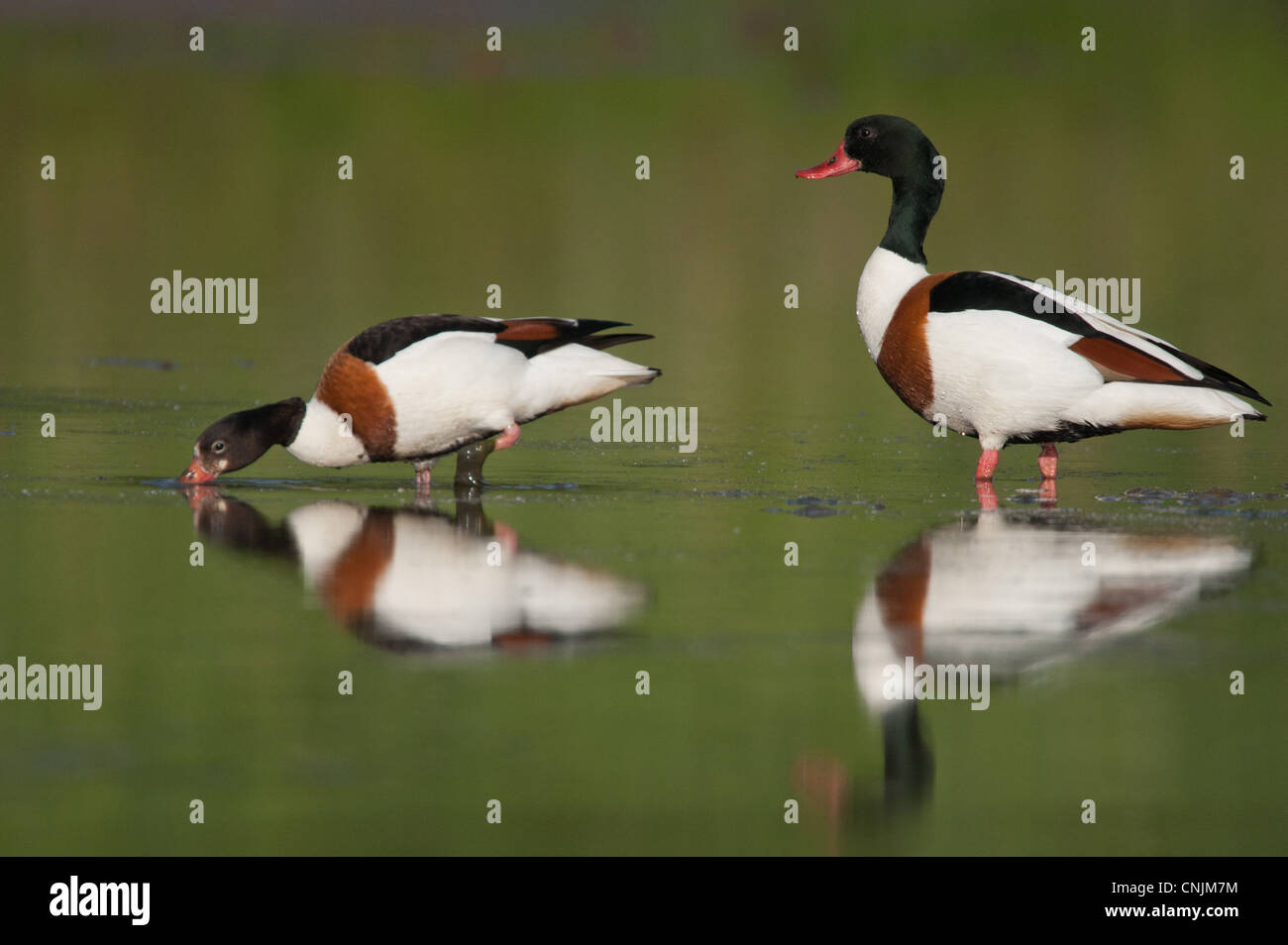 Common shelducks tadorna feeding hi-res stock photography and images ...