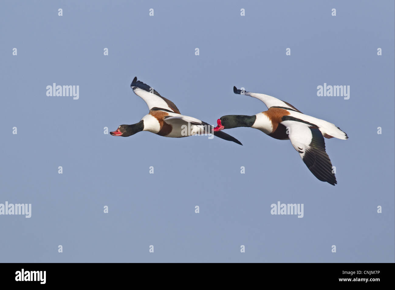 Common shelducks in flight nature hi-res stock photography and images ...