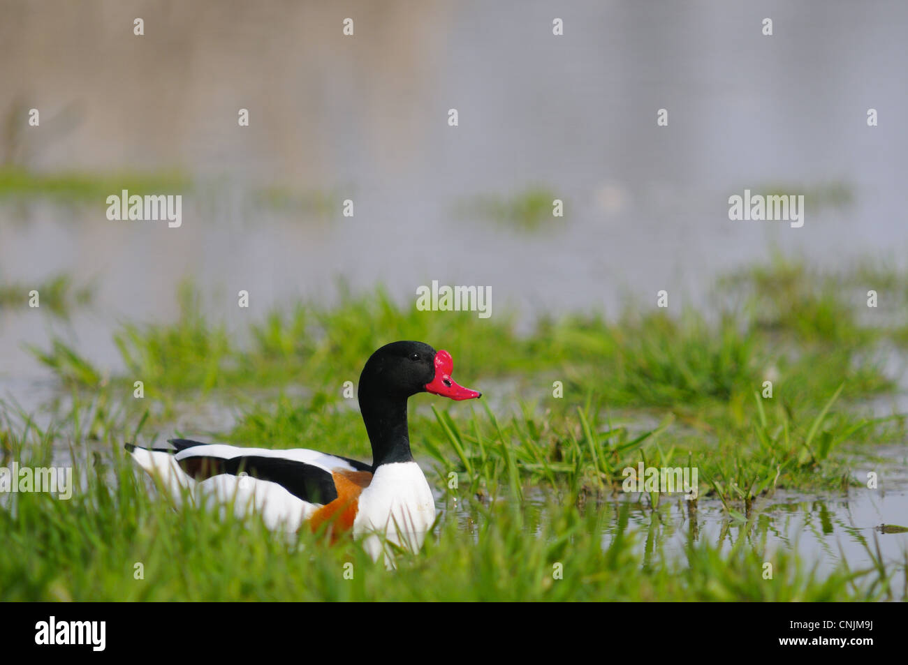 Common Shelduck (Tadorna tadorna) adult male, swimming at edge of water ...