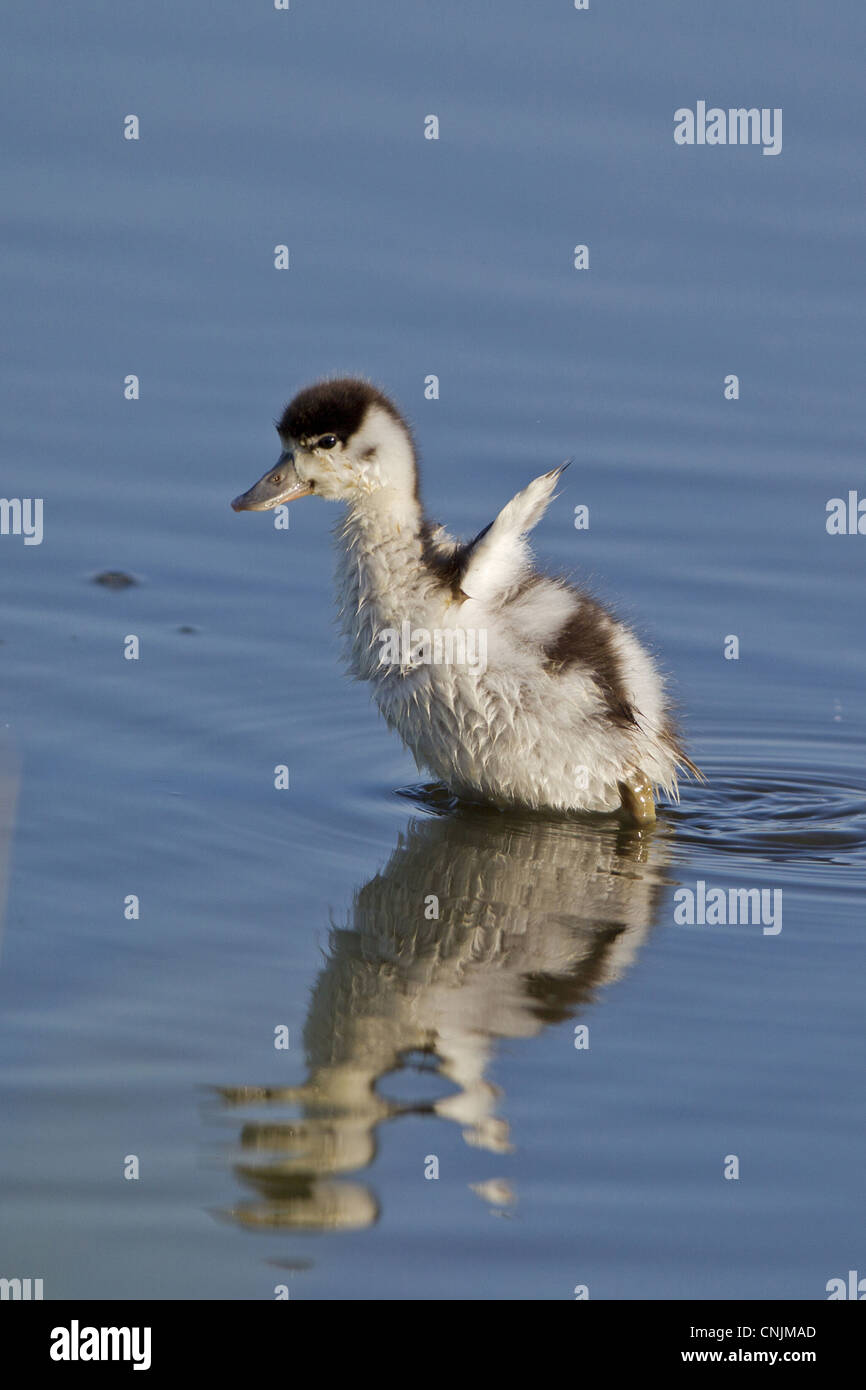Ducklings flapping wings hi-res stock photography and images - Alamy