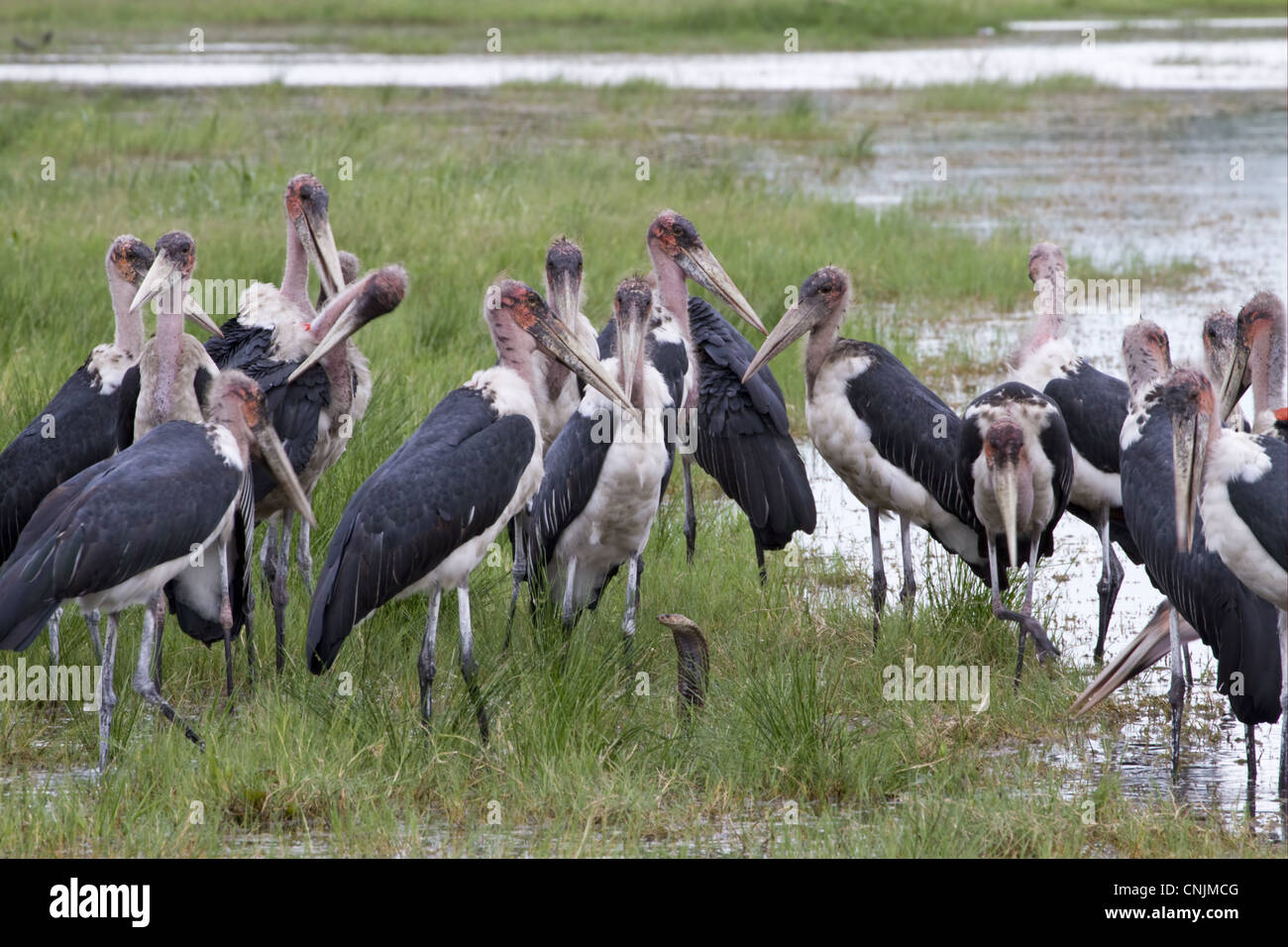 Marabou Stork Leptoptilos crumeniferus adults flock surrounding ...