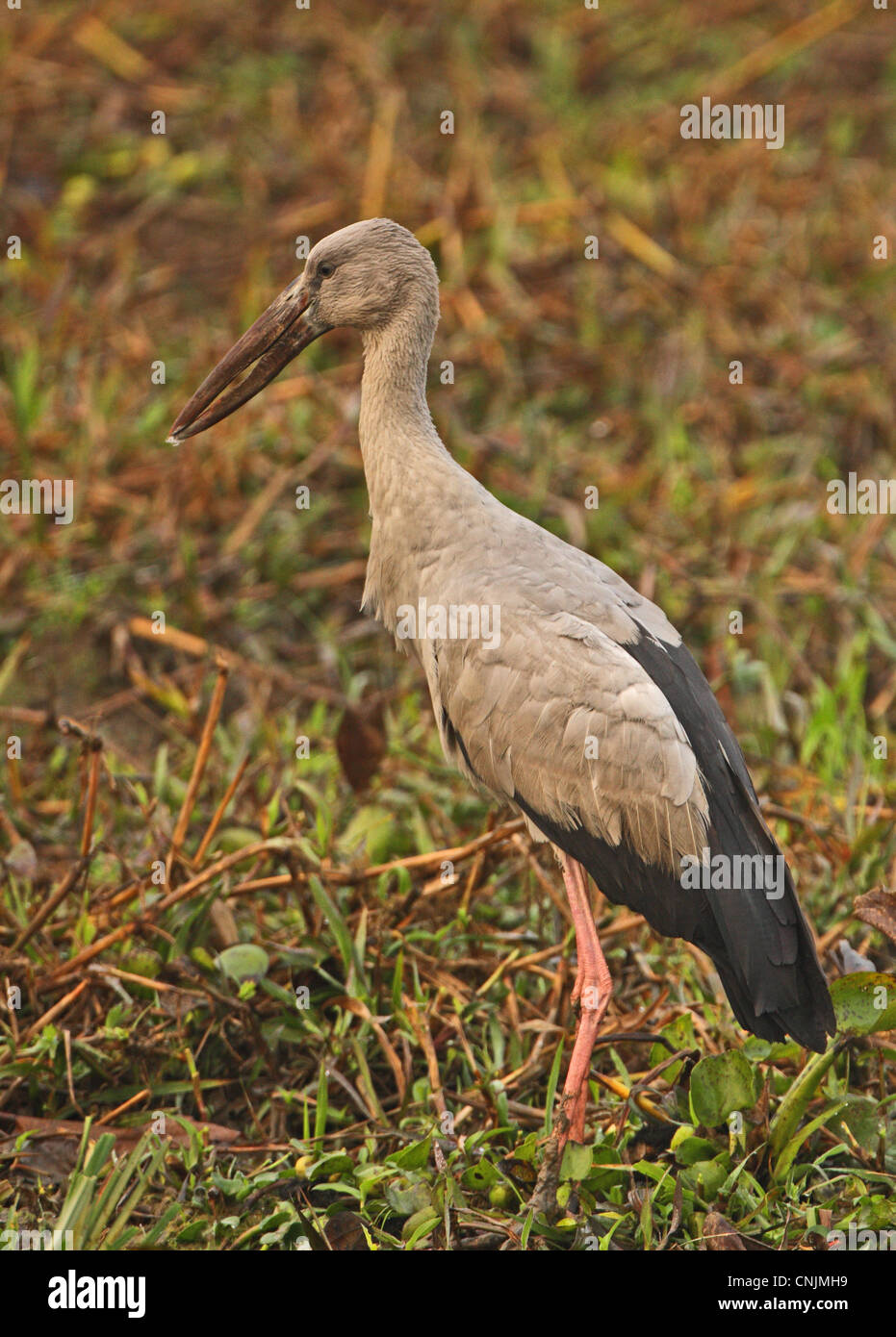 Indian open billed stork hi-res stock photography and images - Alamy