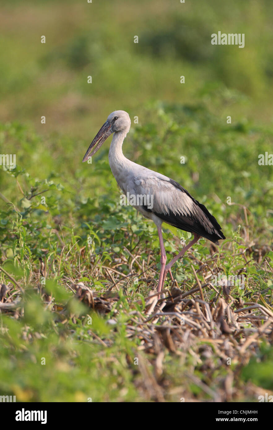 Asian Open-billed Stork (Anastomus oscitans) adult, standing in marsh ...