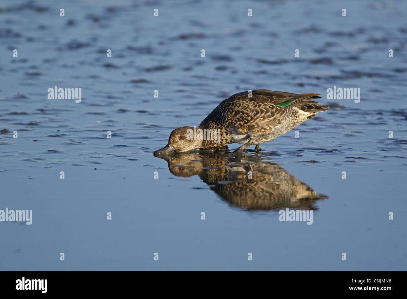 Common Teal Anas crecca adult male in eclipse plumage feeding in ...