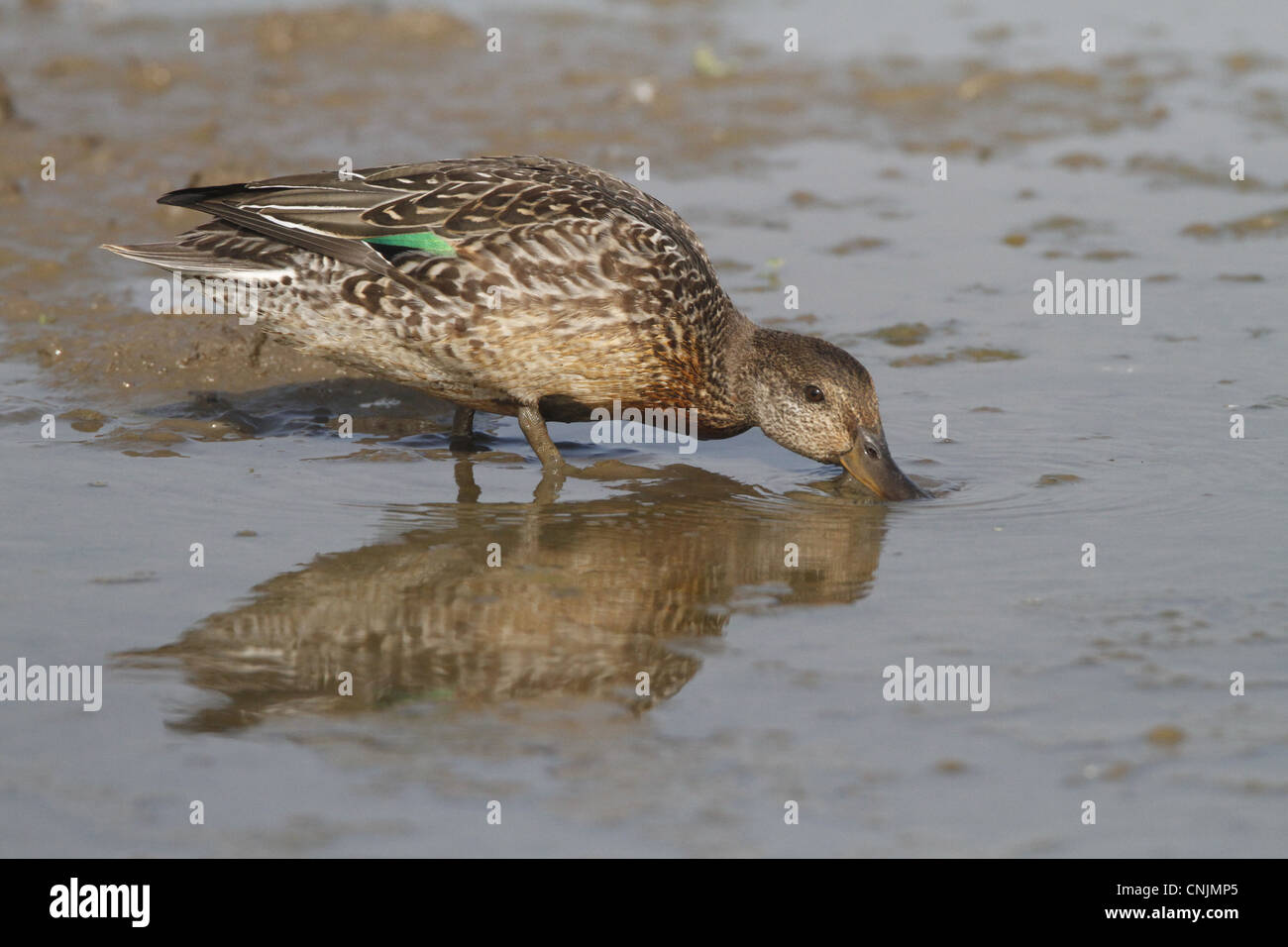 Common Teal (Anas crecca) juvenile, eclipse plumage, dabbling in muddy ...
