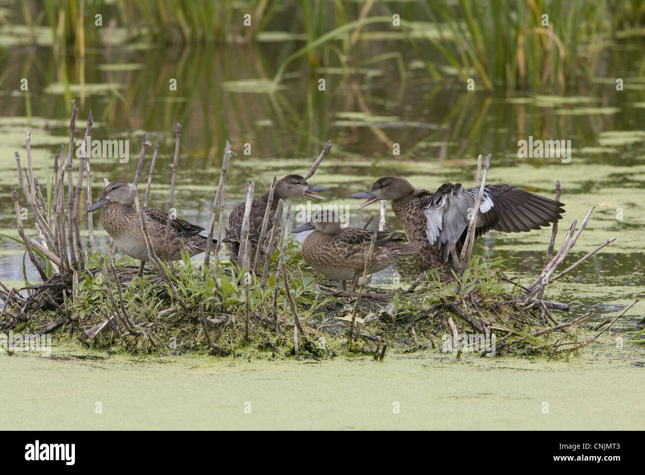 Blue-winged Teal Anas discors four juveniles squabbling on Muskrat ...