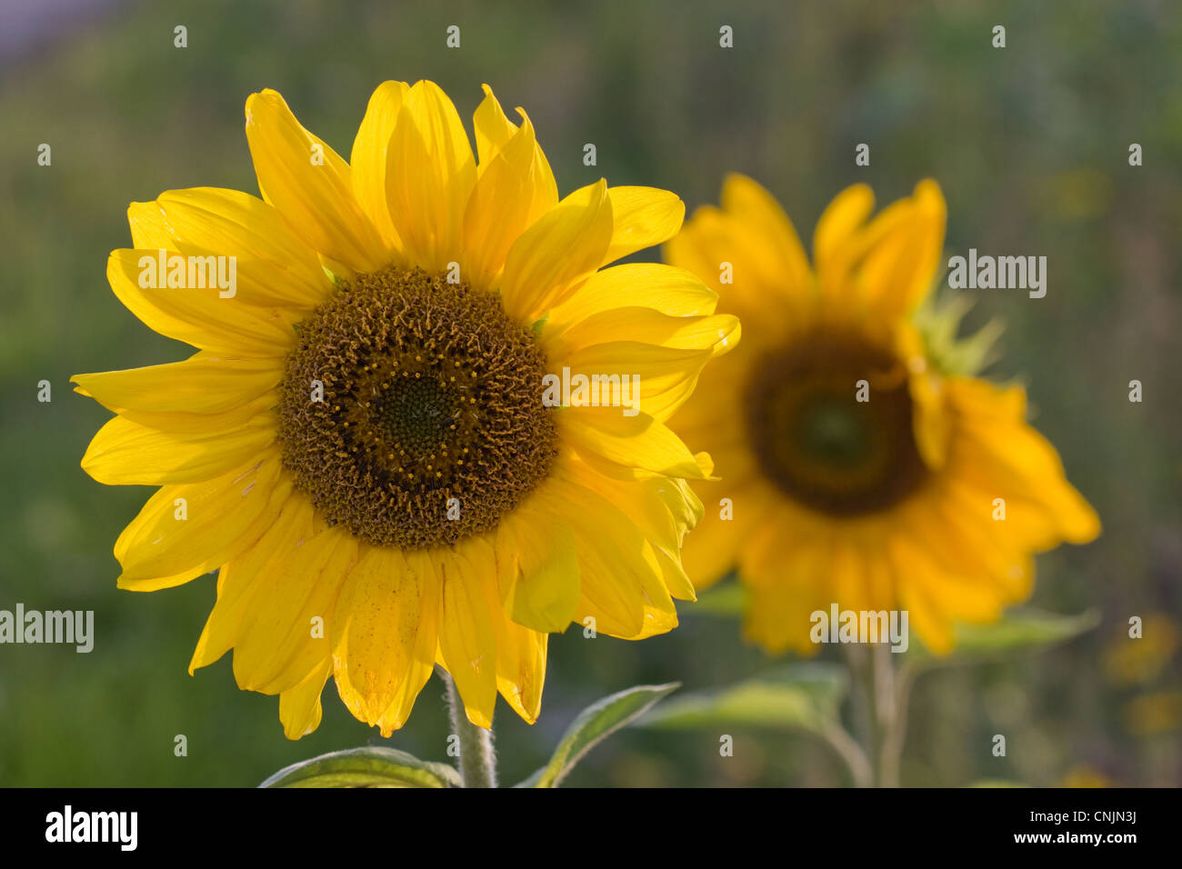Two Sunflowers (Helianthus annuus) in evening sun Stock Photo - Alamy