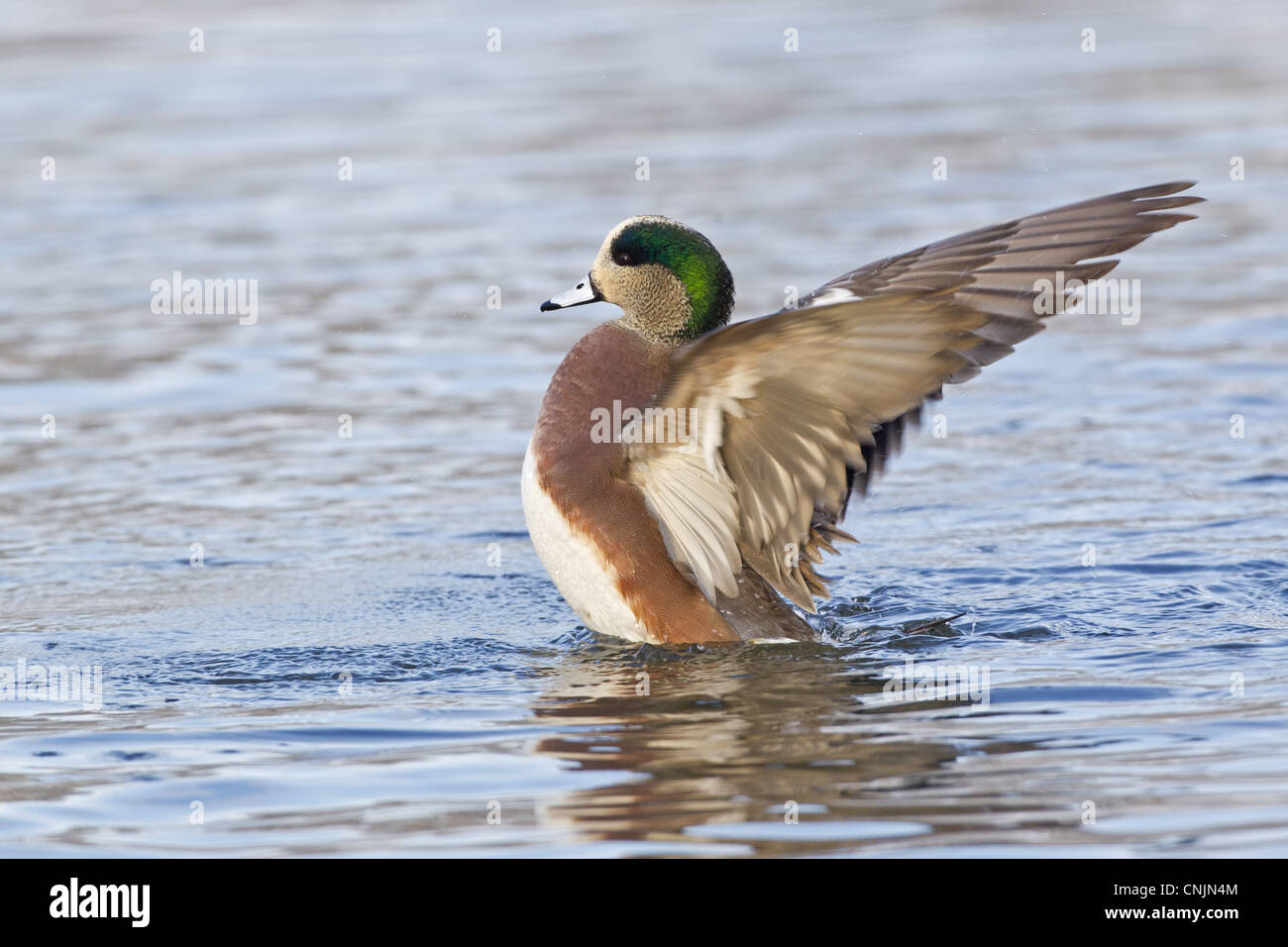 Male american wigeon flapping wings hi-res stock photography and images ...