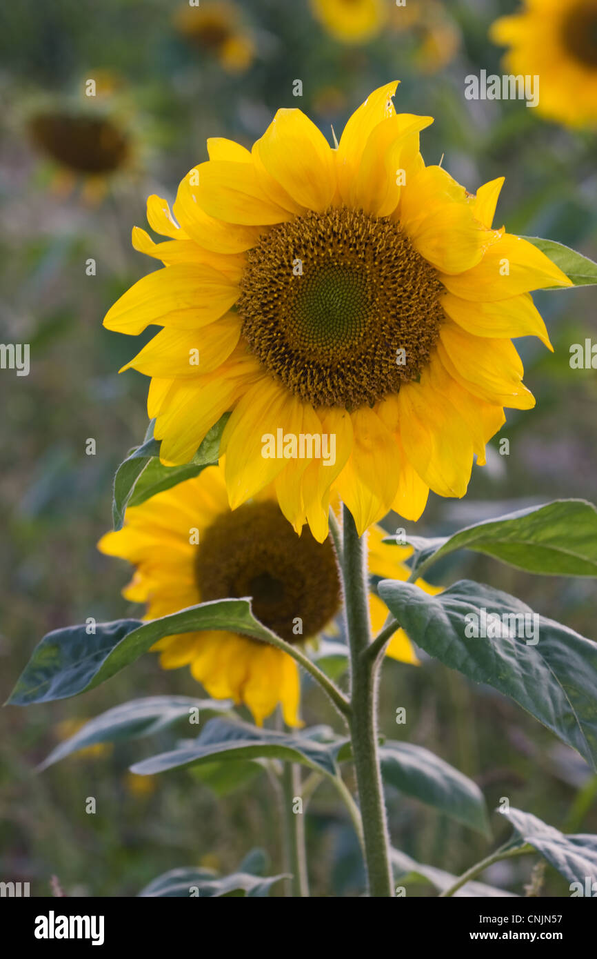 Summerbeauty hi-res stock photography and images - Alamy