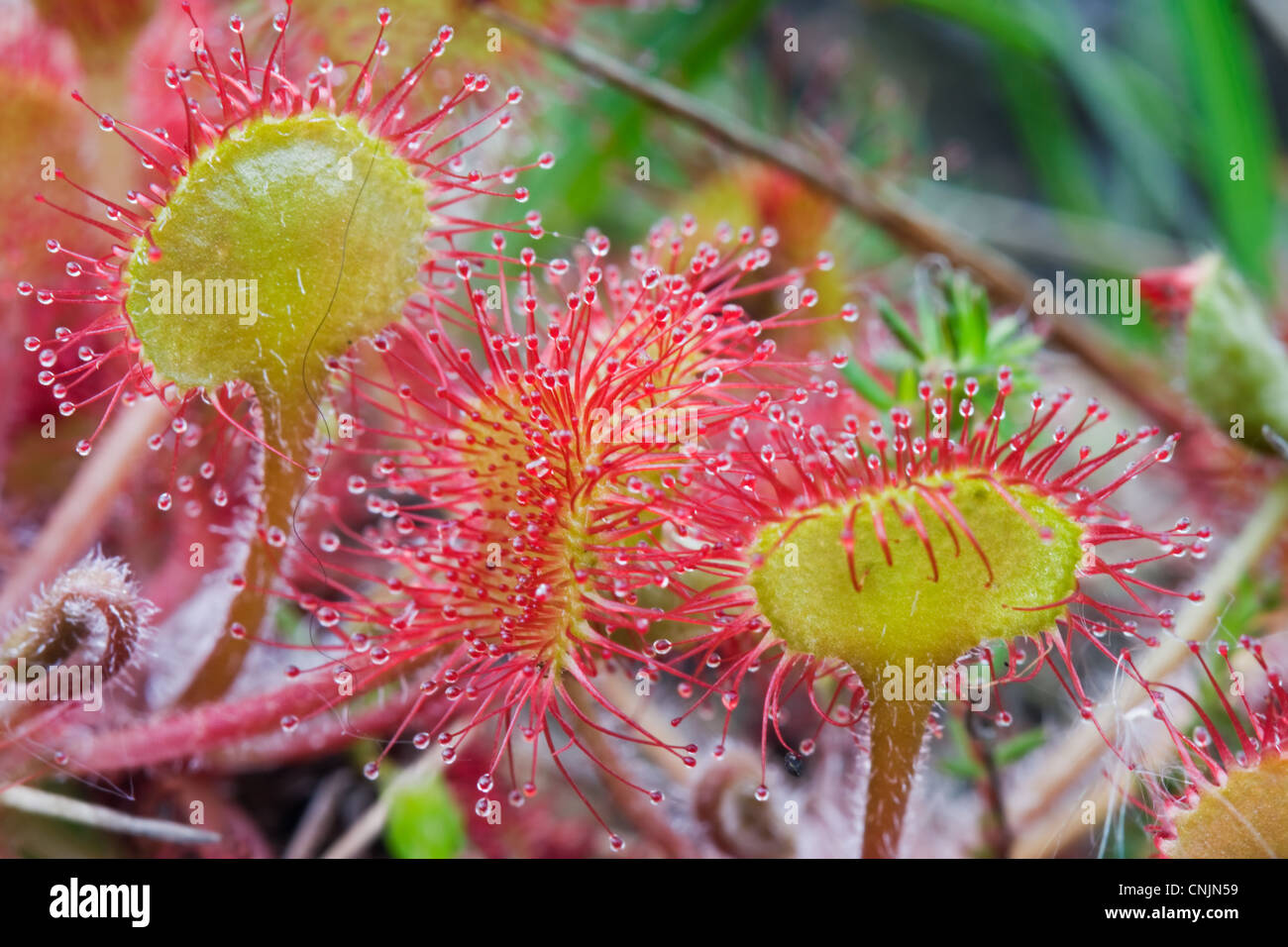 The sticky leaves of Roud-leaved Sundew, a carnivorous plant Stock ...