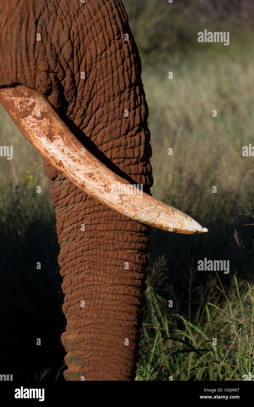 Elephant tusk and trunk hi-res stock photography and images - Alamy