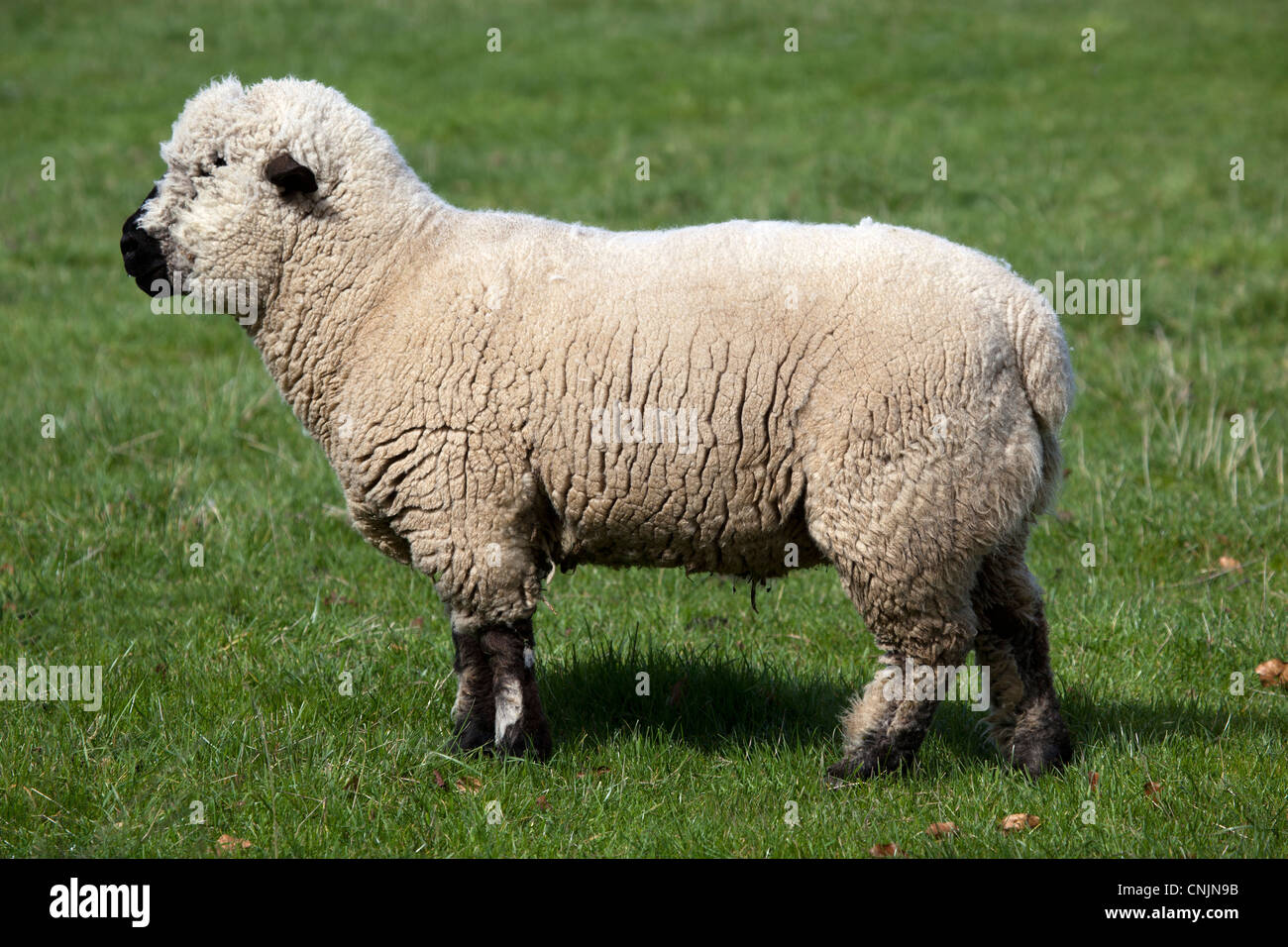 Oxford Down Sheep Stock Photo - Alamy