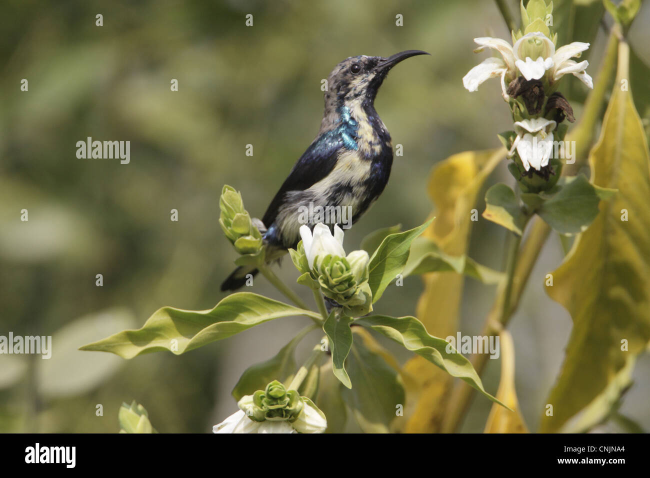 Indian sunbird hi-res stock photography and images - Alamy