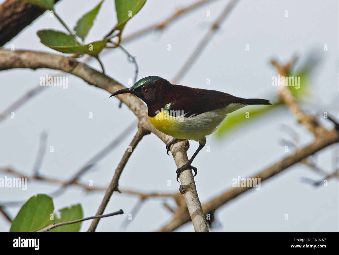 Purple-rumped Sunbird (Leptocoma zeylonica zeylonica) endemic race ...