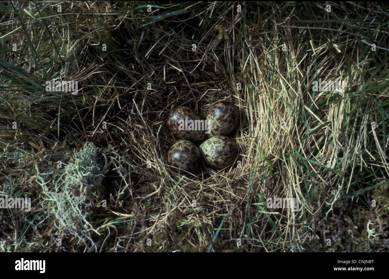 Dunlin nest hi-res stock photography and images - Alamy