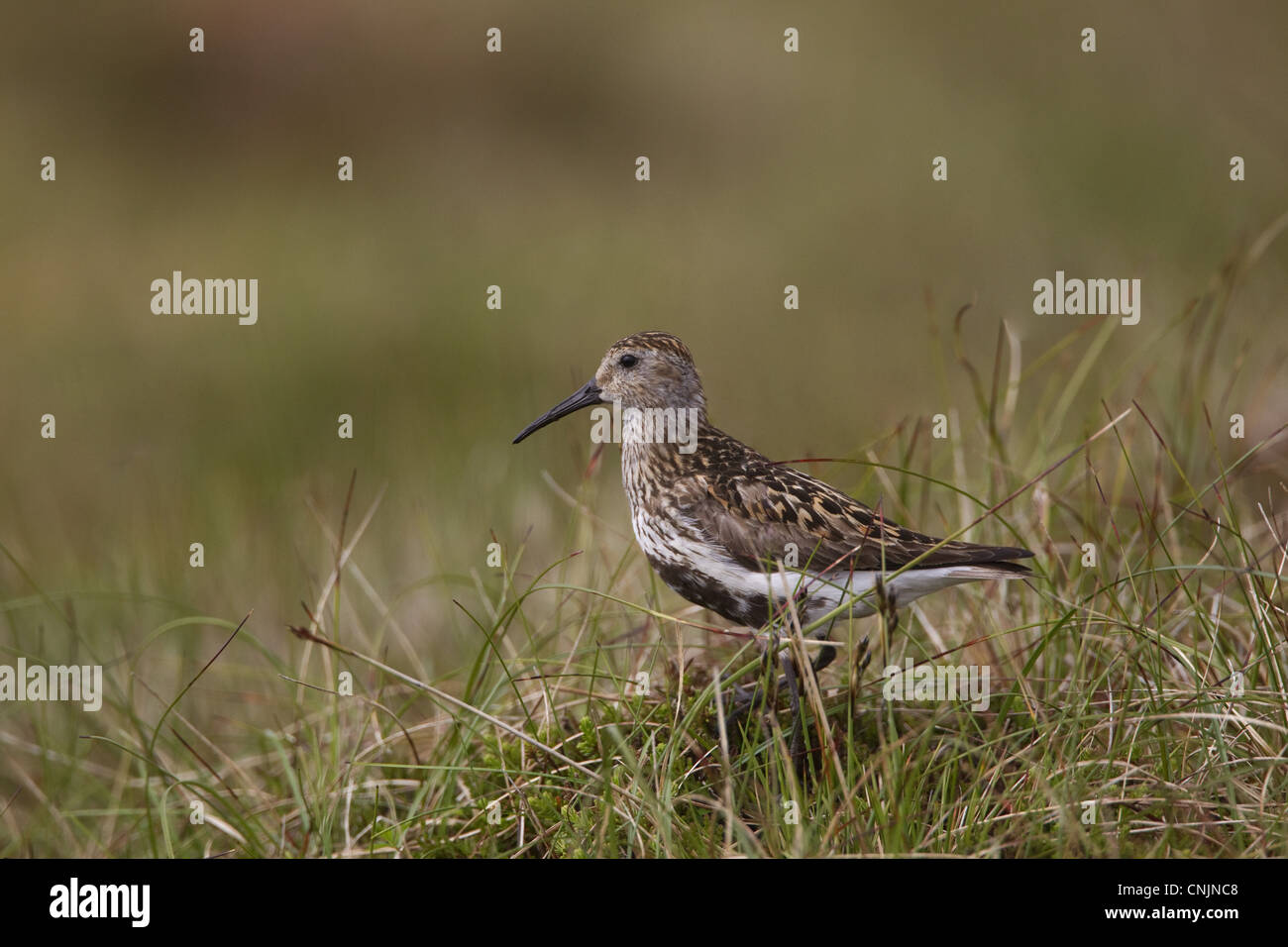 Dunlin bird uk moorland hi-res stock photography and images - Alamy