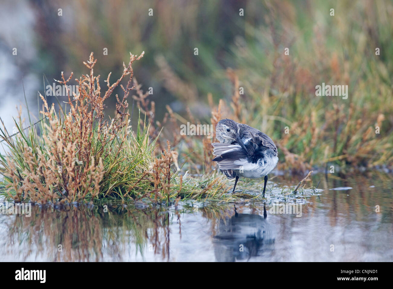 Dunlin (Calidris alpina) adult, winter plumage, using preen gland ...