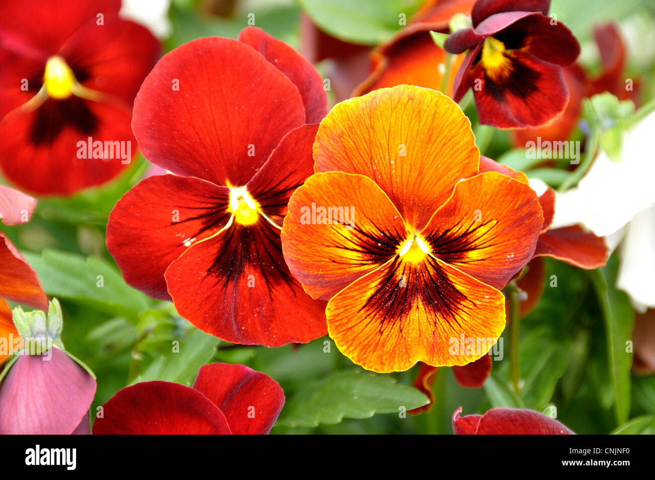 Viola cornuta hi-res stock photography and images - Alamy