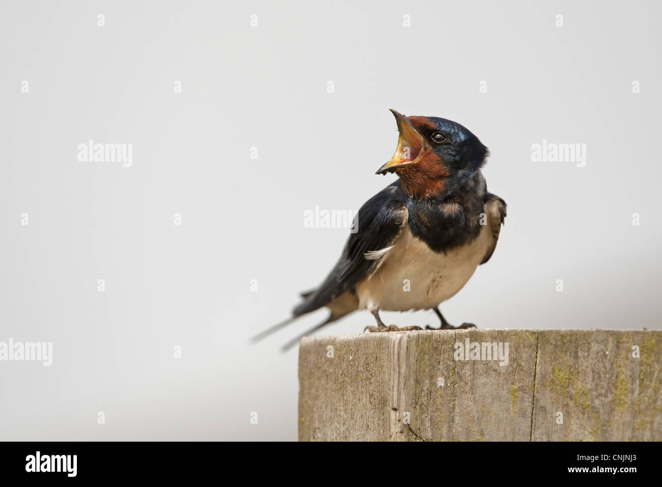 Barn Swallow (Hirundo rustica) adult, calling, standing on gatepost ...