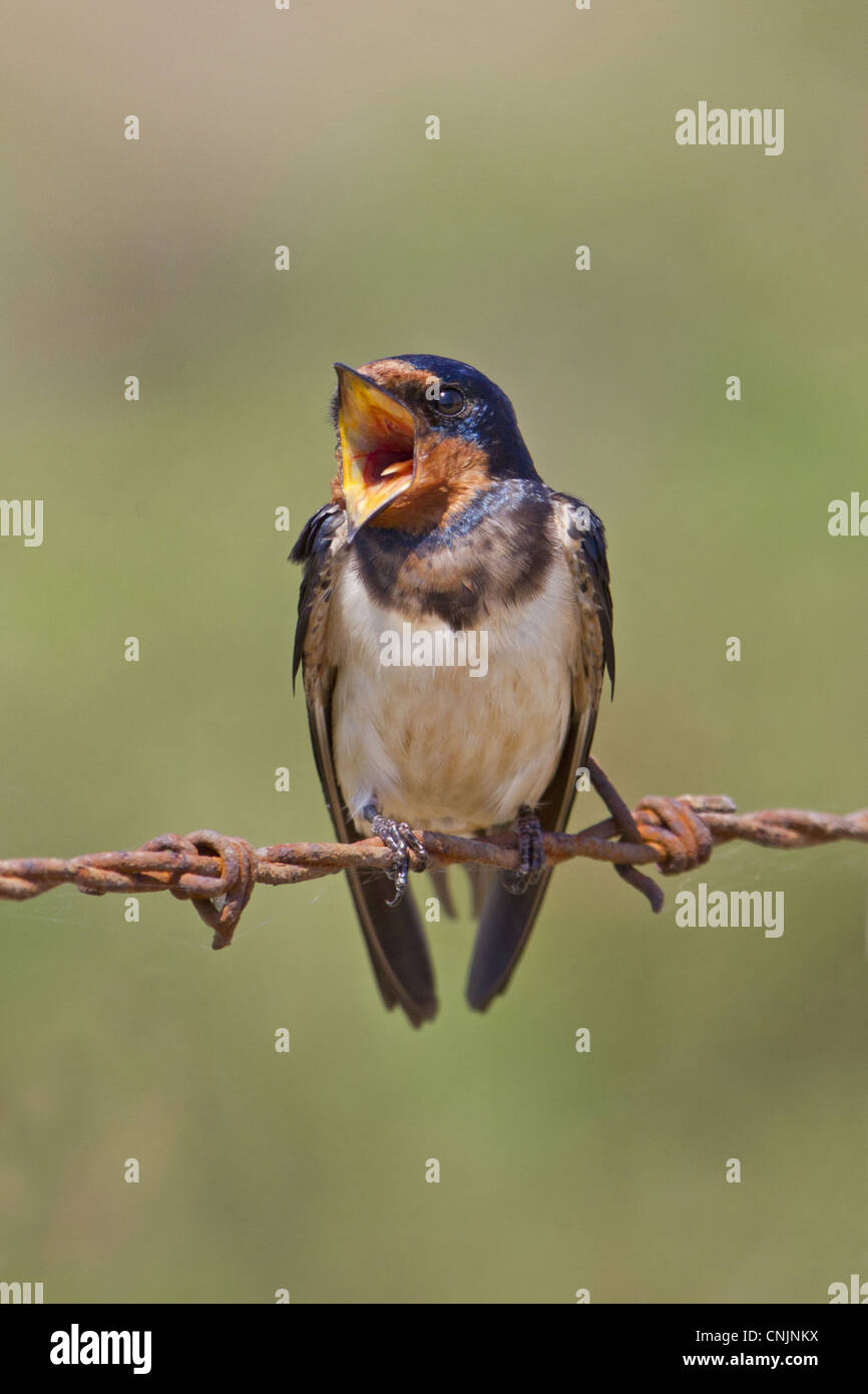 Barn swallow on barbed wire fence hi-res stock photography and images ...