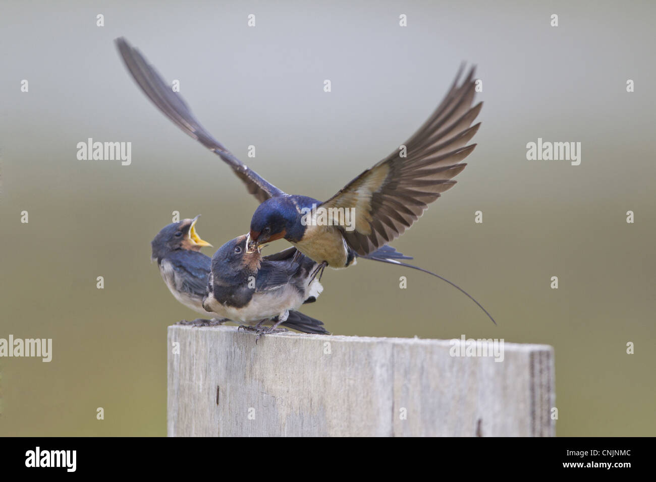 British swallows in africa hi-res stock photography and images - Alamy