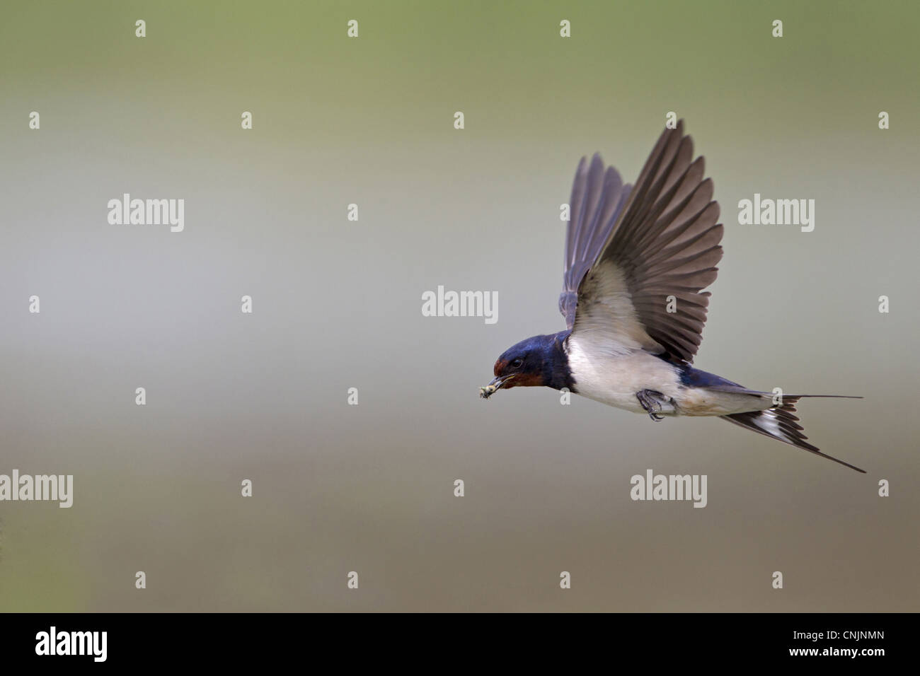 Barn Swallow Hirundo rustica adult female in flight beak full insect ...