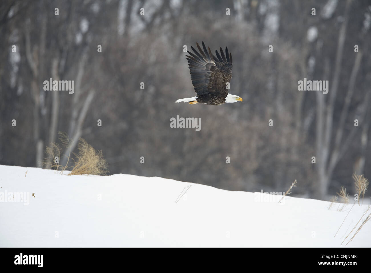 Midwestern birds in flight hi-res stock photography and images - Alamy