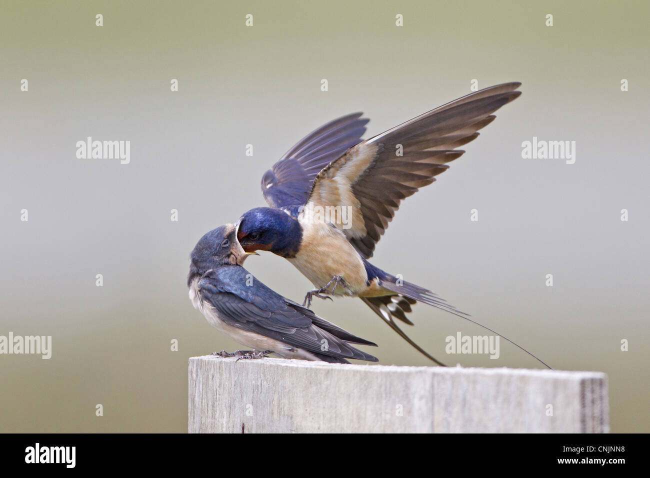 Barn Swallow Hirundo rustica adult male in flight feeding fledged chick ...