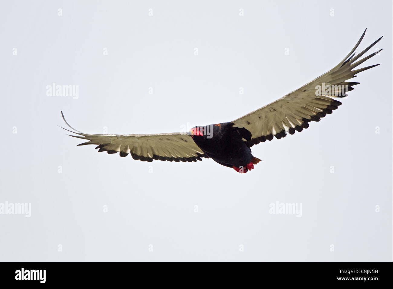 Bateleur Eagle (Terathopius ecaudatus) adult female, in flight ...