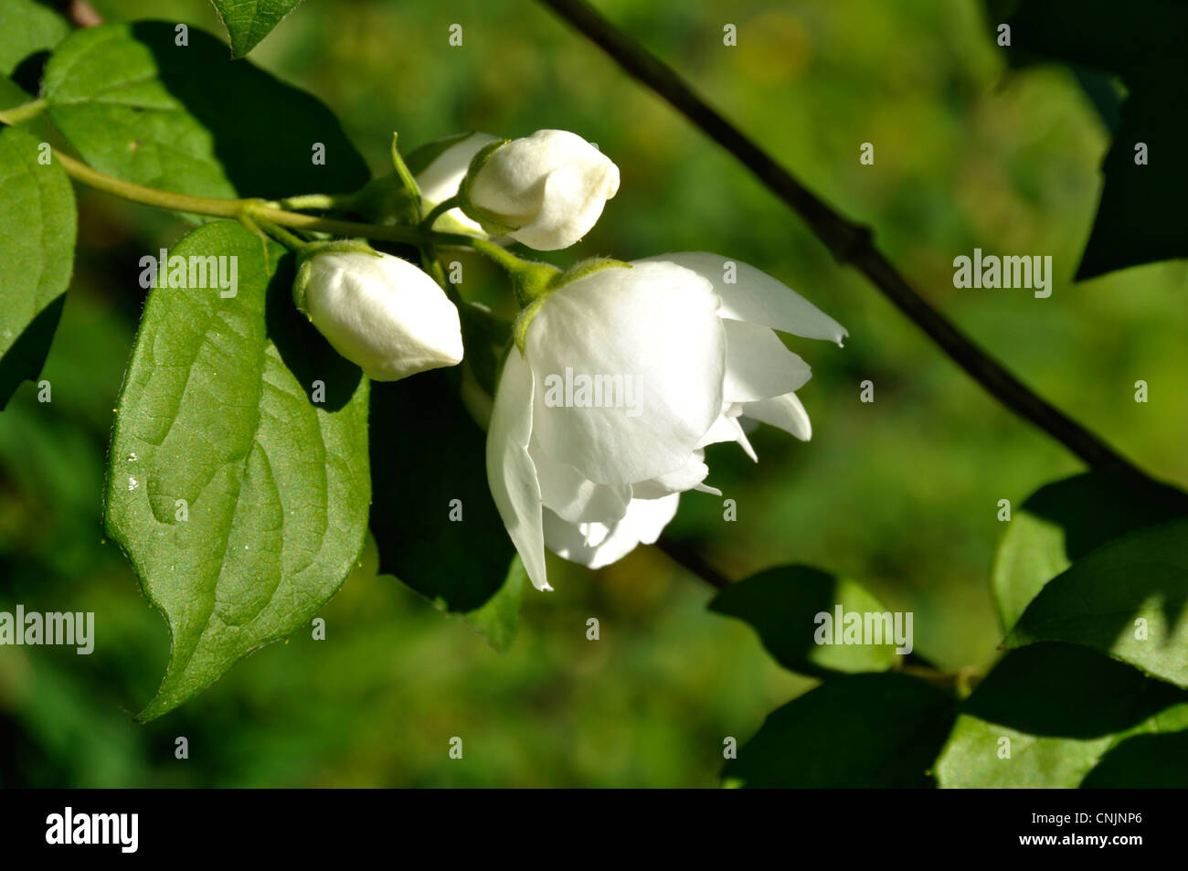 Mock orange philadelphus hi-res stock photography and images - Alamy