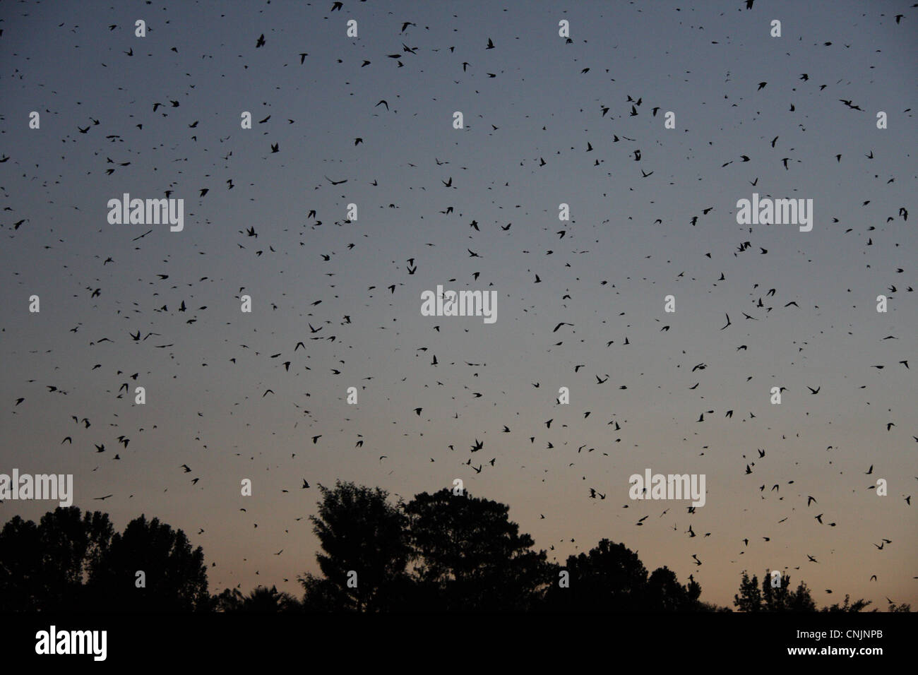 Barn Swallow Hirundo rustica flock flight over winter winter roost site ...