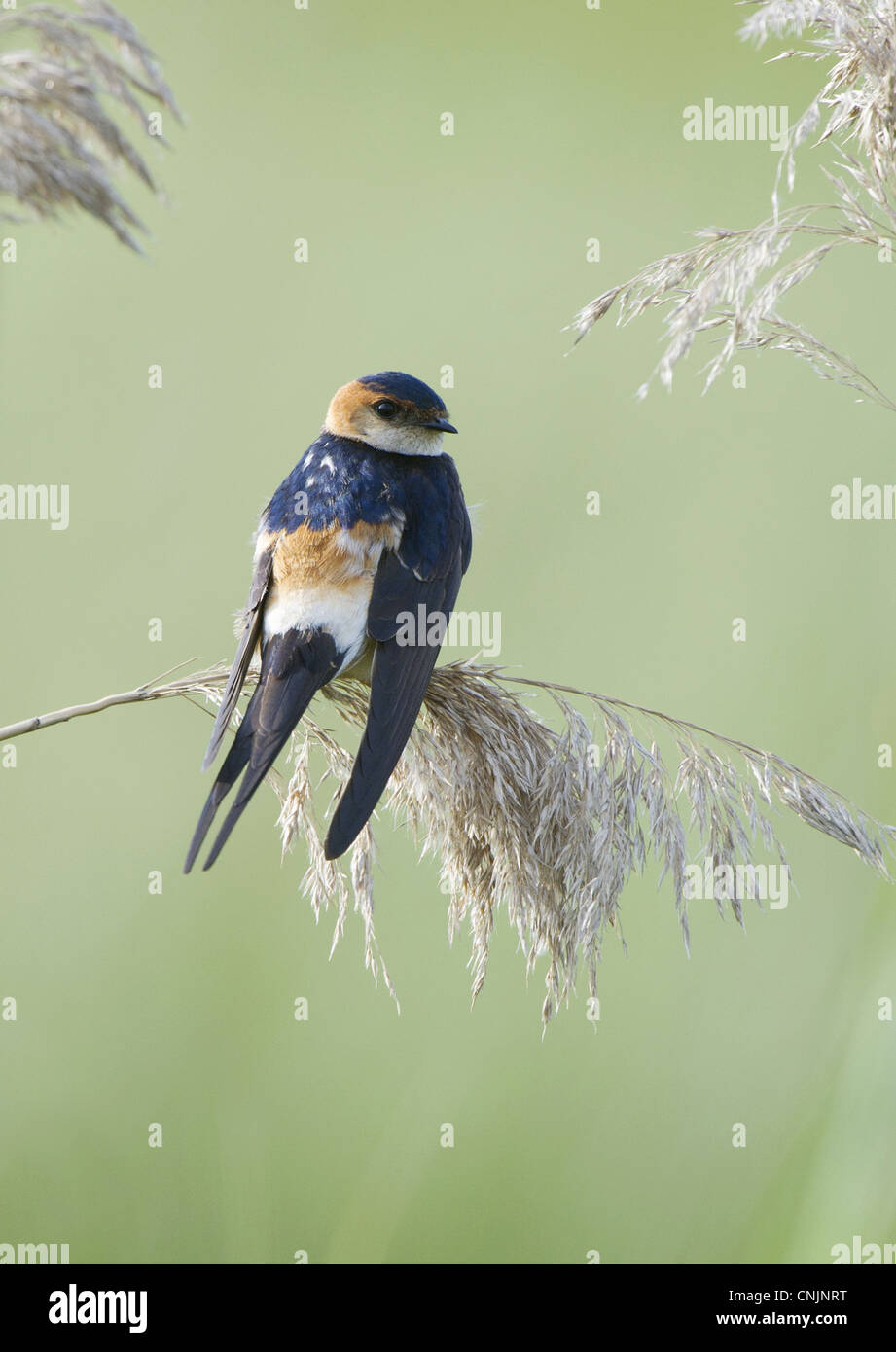 European red rumped swallow hi-res stock photography and images - Alamy