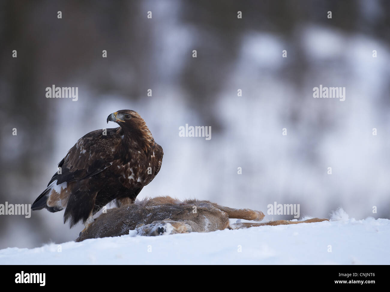 Golden Eagle (Aquila chrysaetos) juvenile, feeding, scavenging at Roe ...