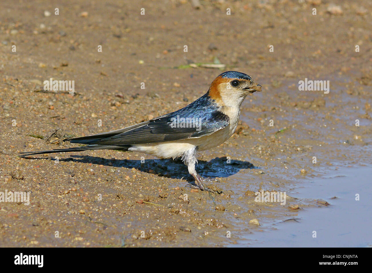 Red-rumped Swallow Hirundo daurica adult collecting mud nesting ...