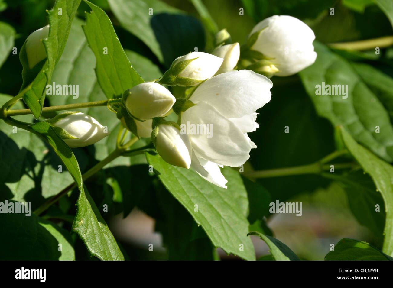 Mock orange philadelphus hi-res stock photography and images - Alamy