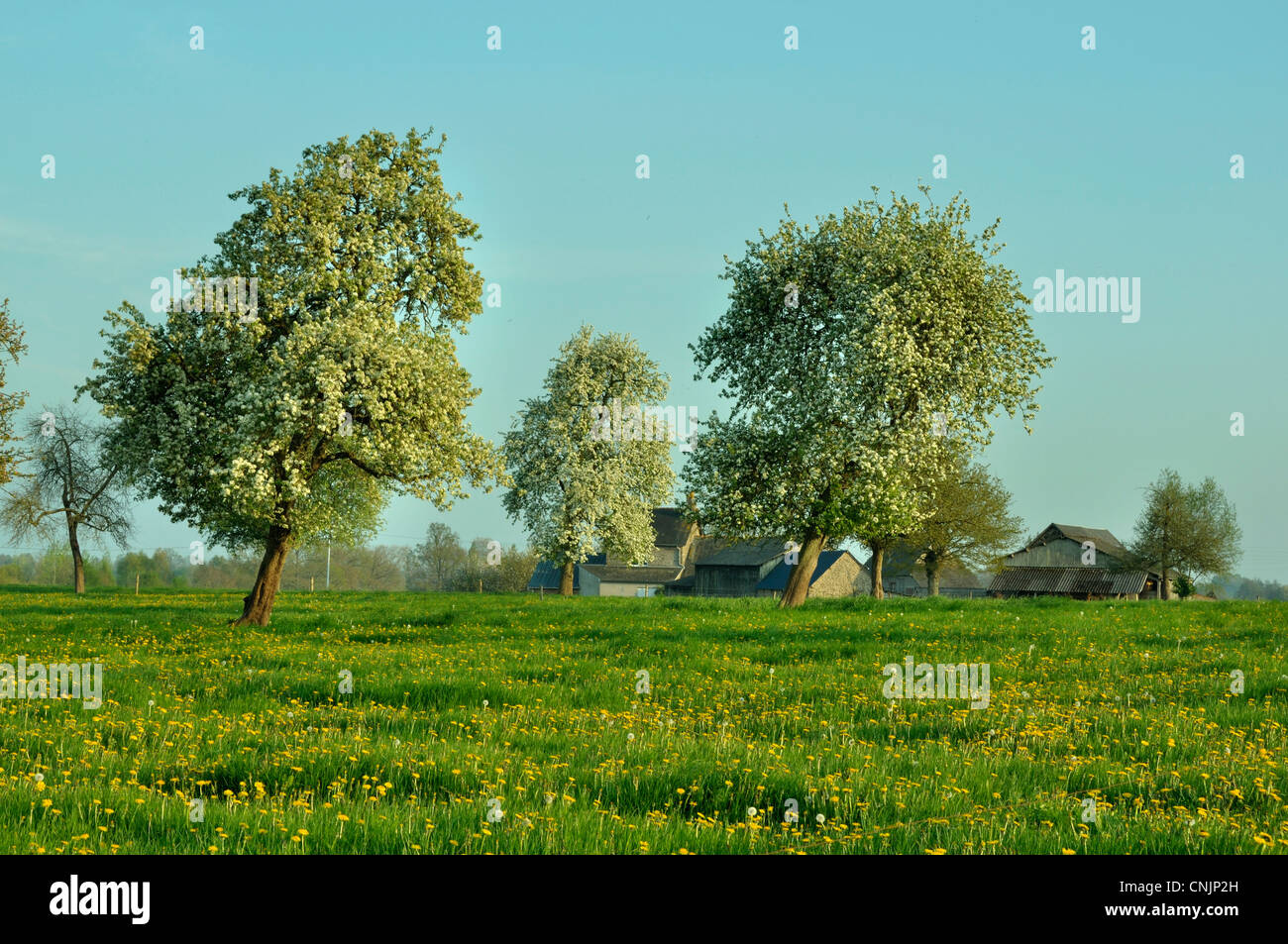 Le poiriers hi-res stock photography and images - Alamy